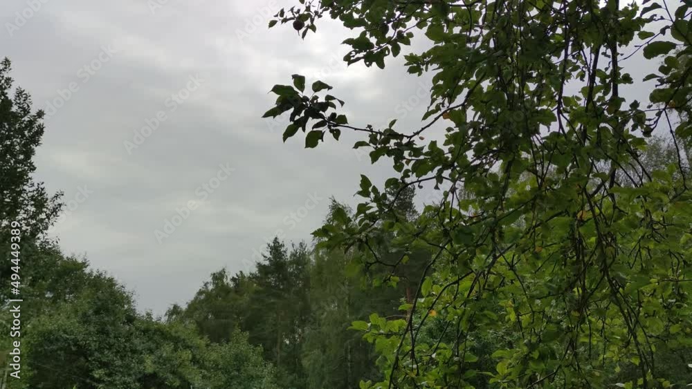 The branches of the apple tree sway in the wind. Summer cloudy day ...