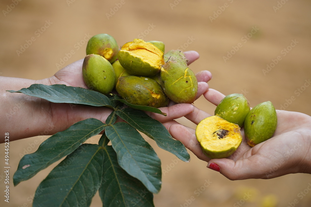 Fruits of Tuturubá tree (Pouteria campechiana). Fresh Egg fruit, yellow ...