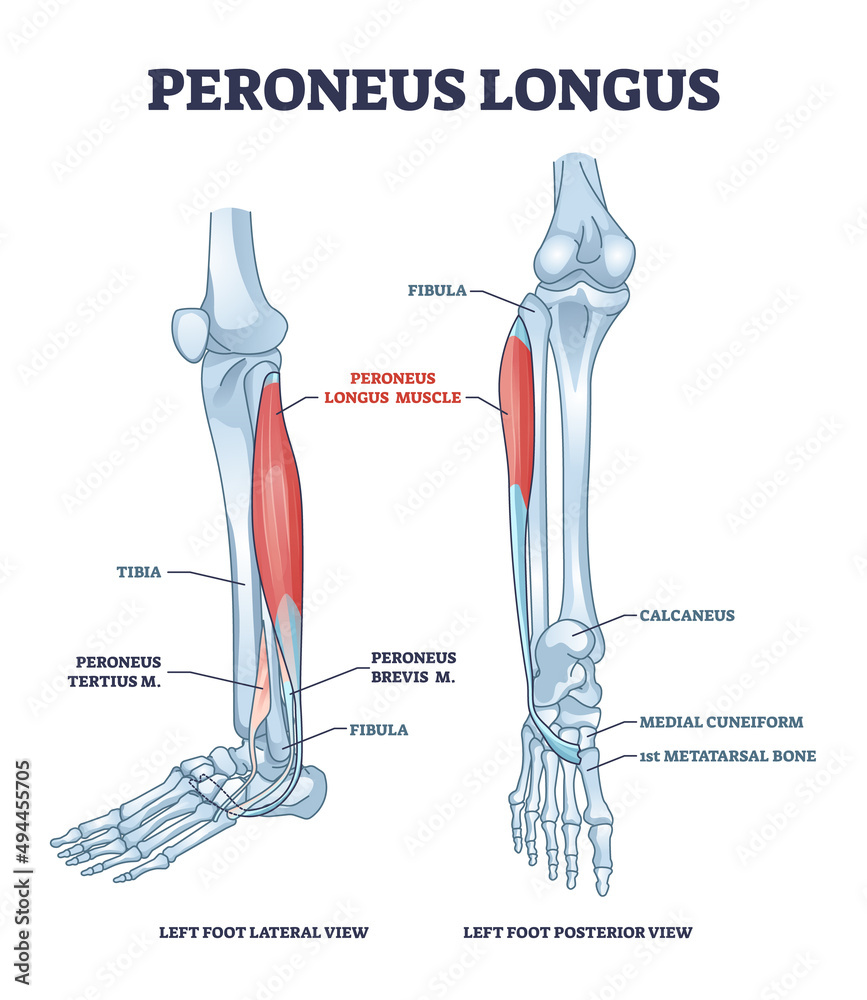 Peroneus longus muscle with leg muscular and skeletal system outline ...