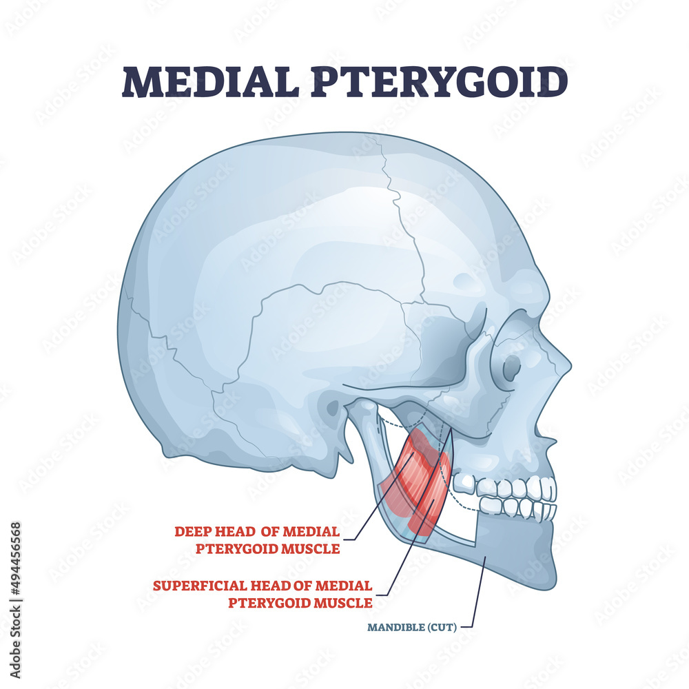 Medial Pterygoid
