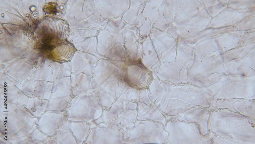 Carrot root cross section microtome slide under microscope Stock ビデオ ...