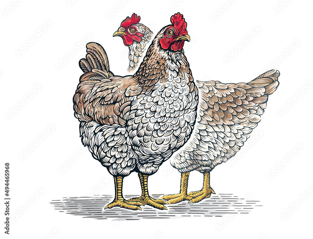 Group of two chickens, in graphic (engraved) style and painted color ...