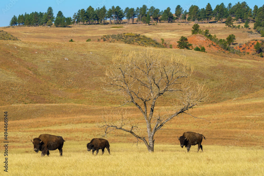 Buffalo family on the prairie under a tree in Wind Cave National Park ...