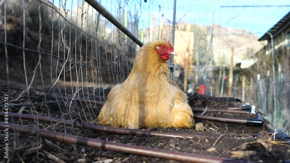 Baby chicks poke heads out from under broody mother hen laying outside ...