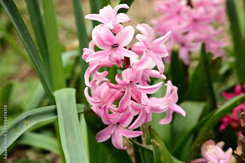 Hyacinthus is a small genus of bulbous, spring-blooming perennials ...