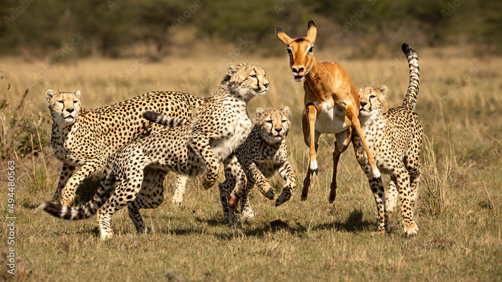 Cheetah Close Up Running
