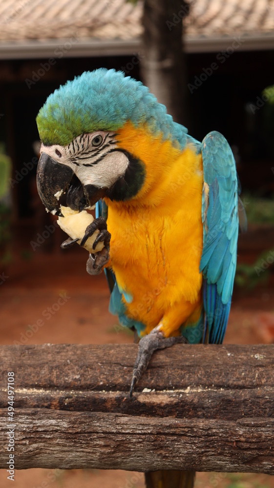 Foco em uma linda arara se alimentando em uma fazenda no interior do ...