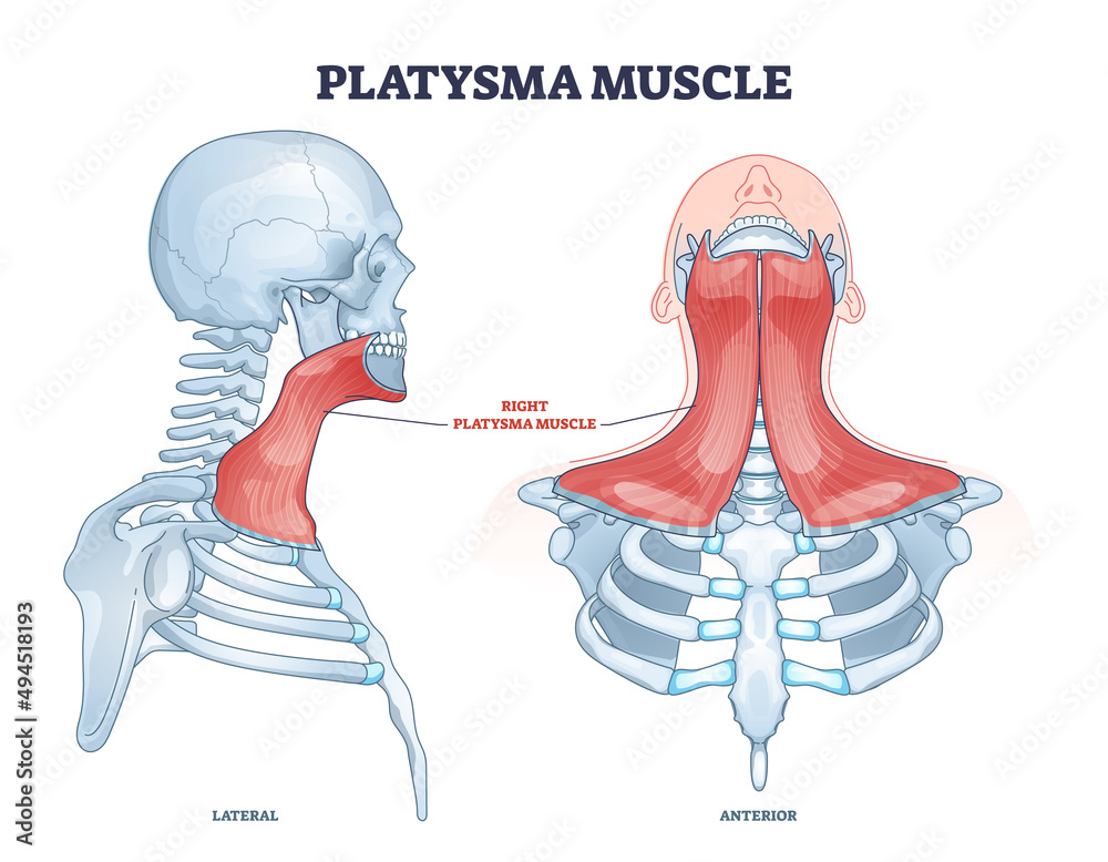 Platysma muscle as human neck and throat muscular system outline ...