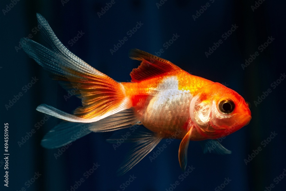 young oranda goldfish, rare orange and white coloration artificial ...