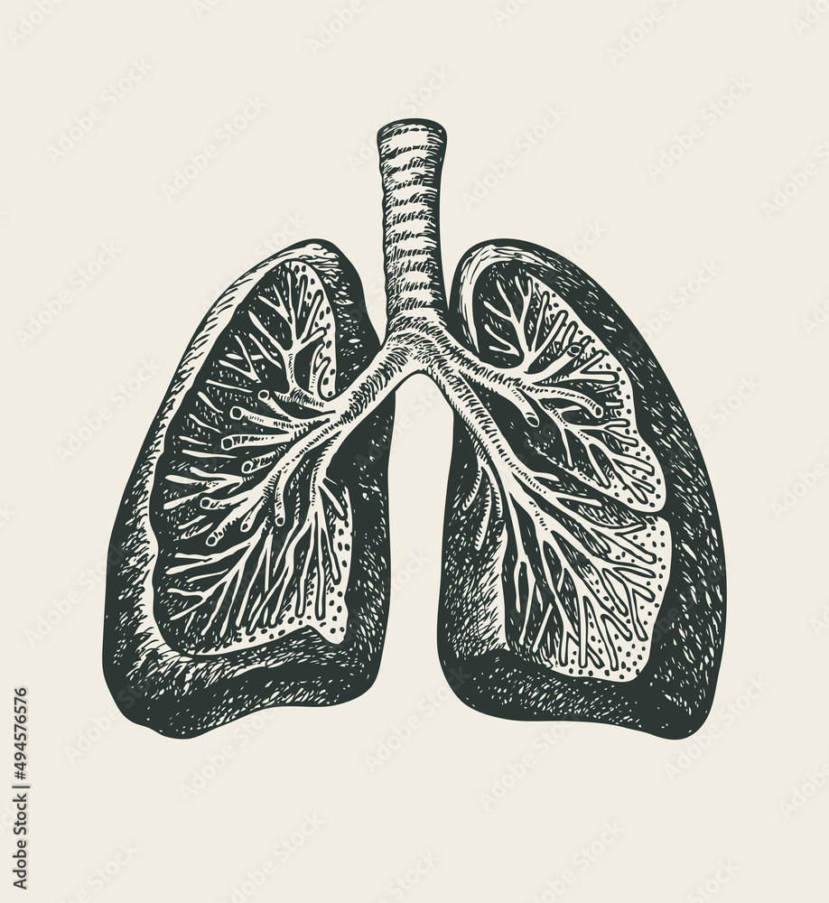 Hand-drawn human lungs. Detailed pencil drawing on an old paper ...
