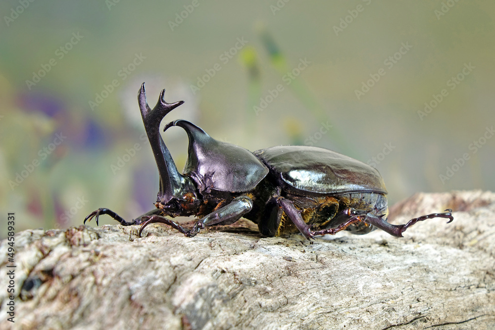 Beetles : Japanese rhinoceros beetle (Allomyrina dichotoma) or Japanese ...