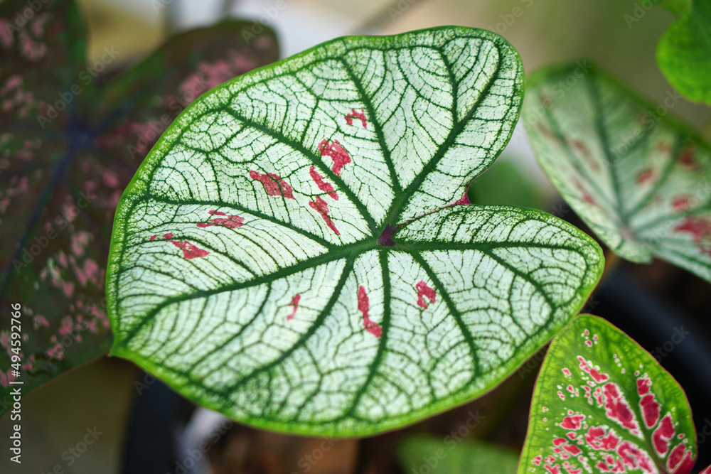 caladium bicolor in pot great plant for decorate garden Stock Photo ...