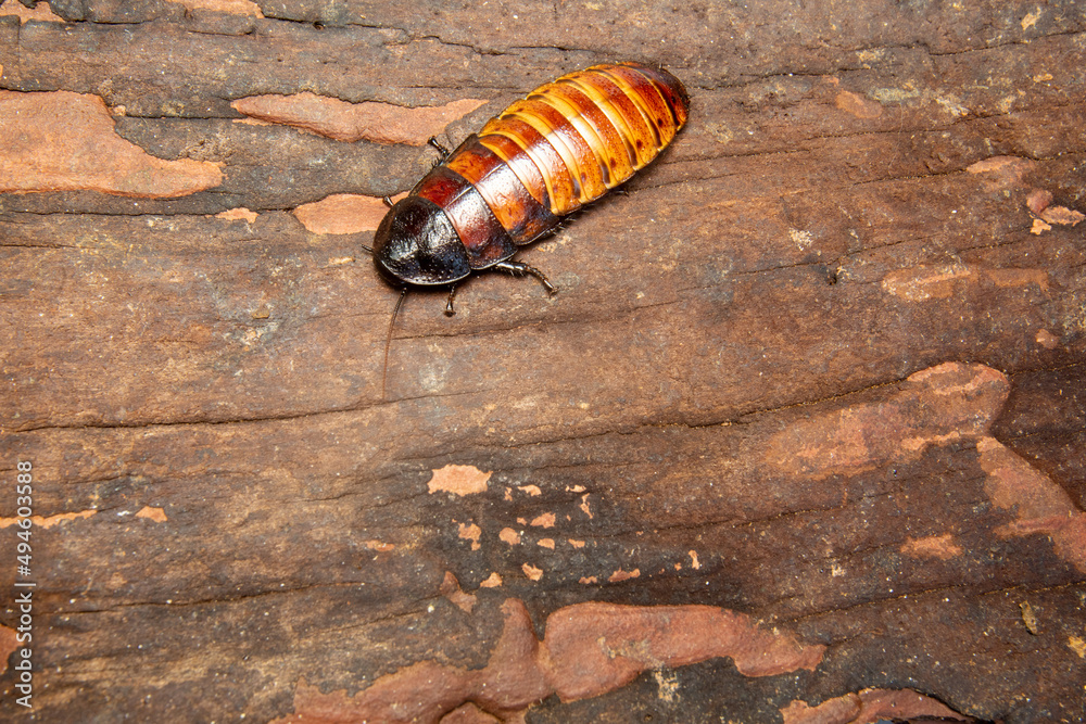 big tropical cockroach Female of Gromphadorhina portentosa , one of the ...