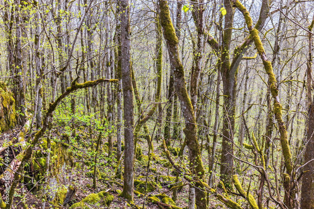 Deciduous forest with new leaves at spring Stock Photo | Adobe Stock