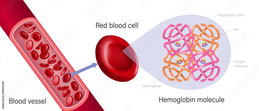 Blood vessel, red blood cell and hemoglobin. Heme groups, α and β ...