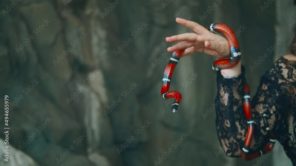 Portrait close-up female hands holding aspred red royal milk snake ...