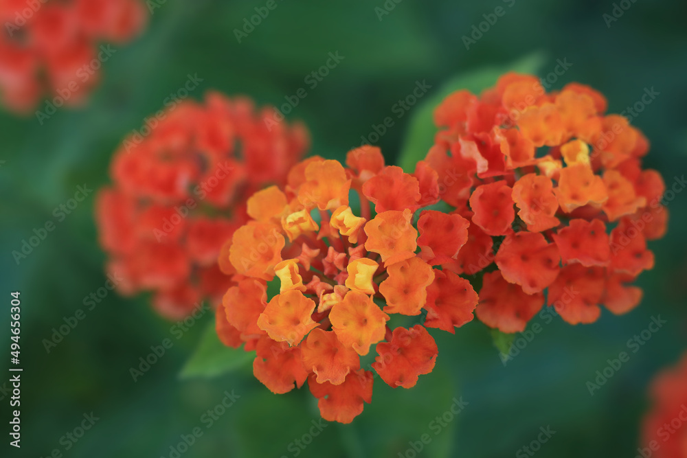 Yellow orange Lantana Camara Flowers .Summer flowers .Close up view of the beautiful Lantana ...
