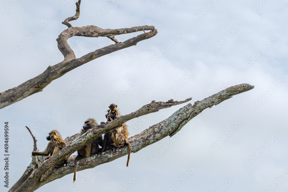 Baboon family in a dead tree in Serengeti National Park, Tanzania Stock ...
