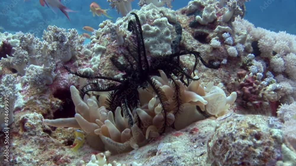 Sea lily on background red corals underwater in Red Seas. Swimming in ...