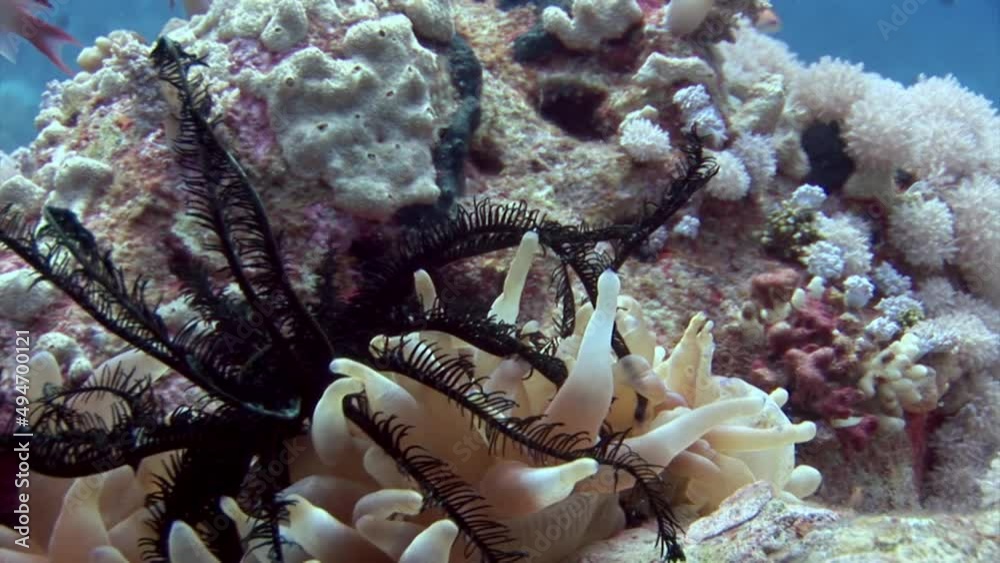 Sea lily on background red corals underwater in Red Seas. Swimming in ...