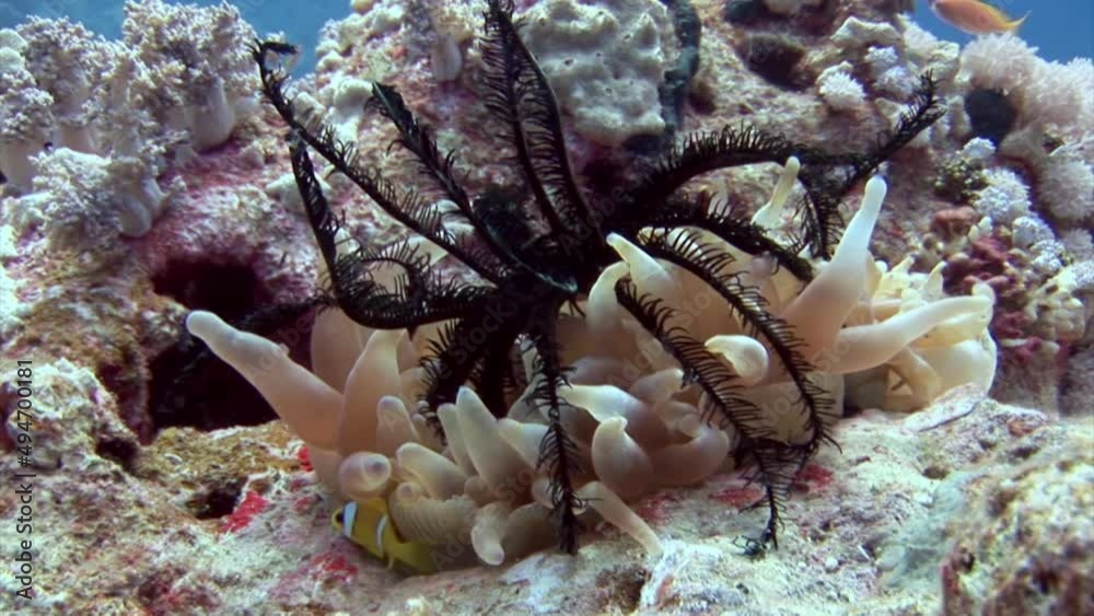 Wideo Stock: Sea lily on background red corals underwater in Red Seas ...