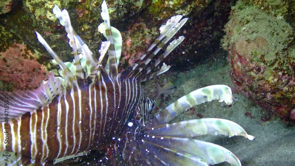 Dangerous poisonous fish Common lionfish (Pterois volitans), hunts on a ...