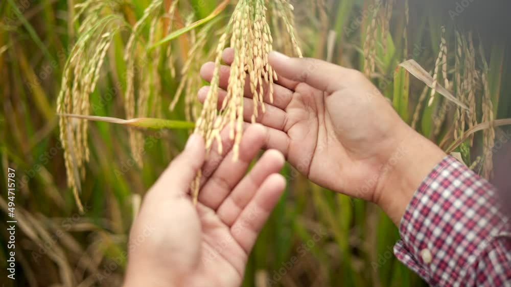 Hand smart farmer uses production control to monitor soil quality of ...