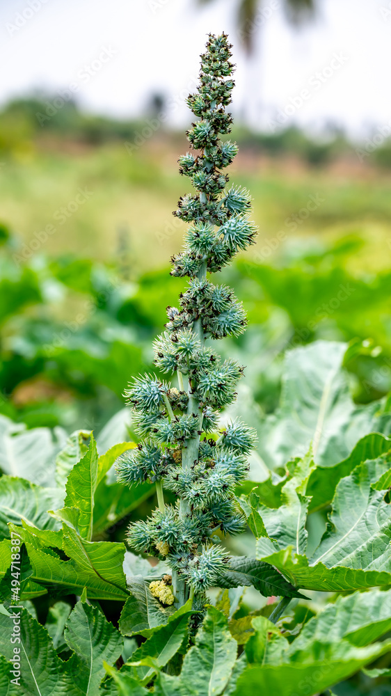 Foto de Ricinus communis (amanakku), the castor bean or castor oil ...
