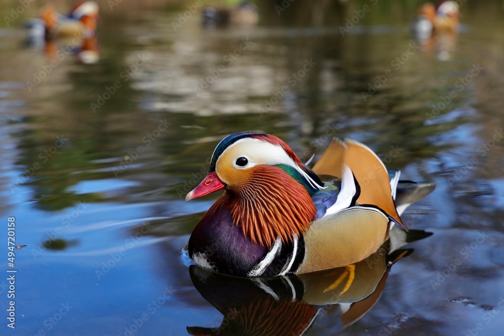 Male mandarin duck swimming in the pond. The mandarin duck (Aix ...