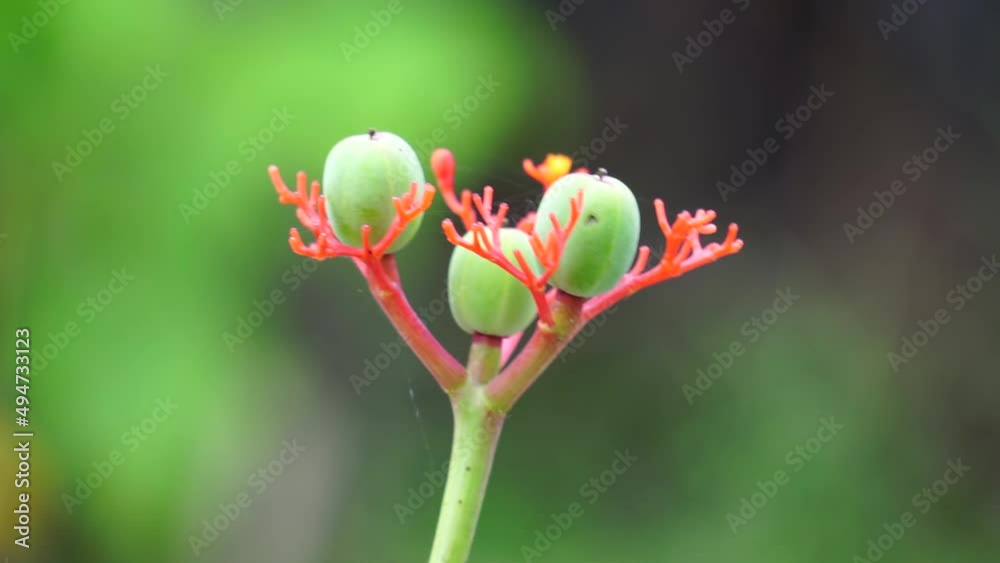 Jatropha podagrica (Also called Jarak bali, jarak batang gajah, Gout ...