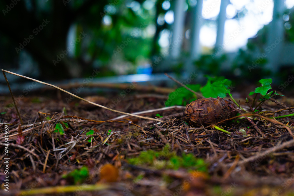 Fragments from trees and layers of sticks surround a pine cone. Weeds ...