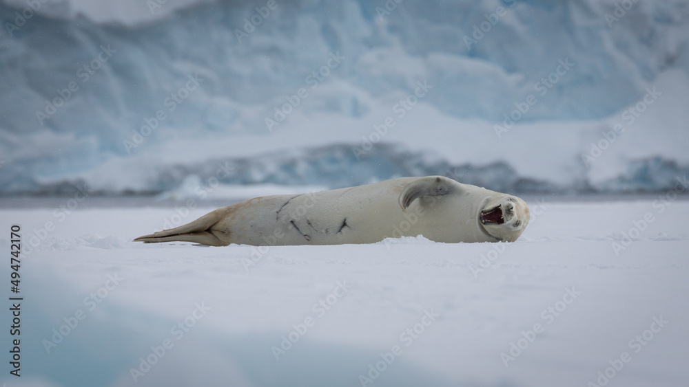 Eine weiße Seerobbe mit großen Narben liegt auf einer Eisscholle in der ...