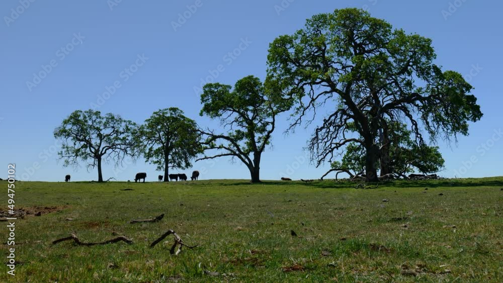 Free range grass feed cattle on a ranch near oak trees Stock-Video ...