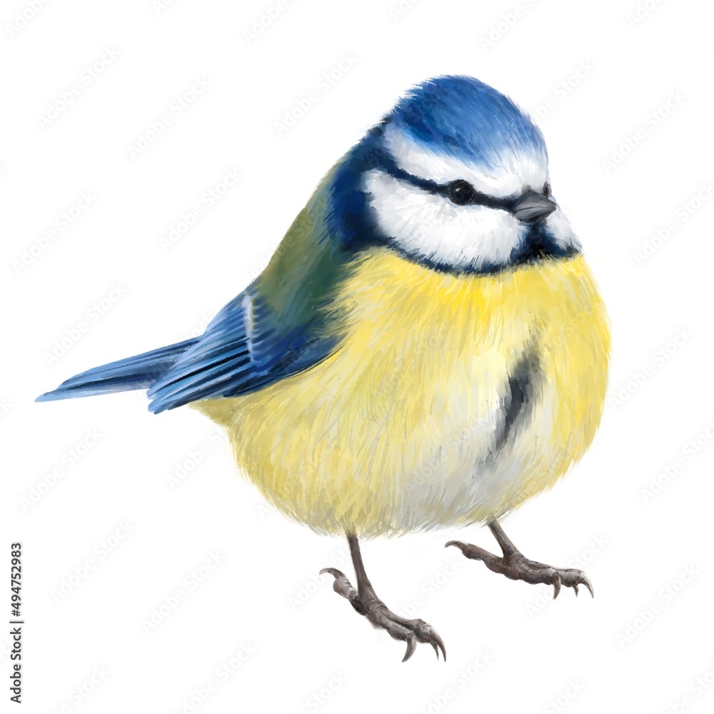 Blue Tit. Watercolor drawing of a Blue Tit. Realistic drawing. Isolated ...
