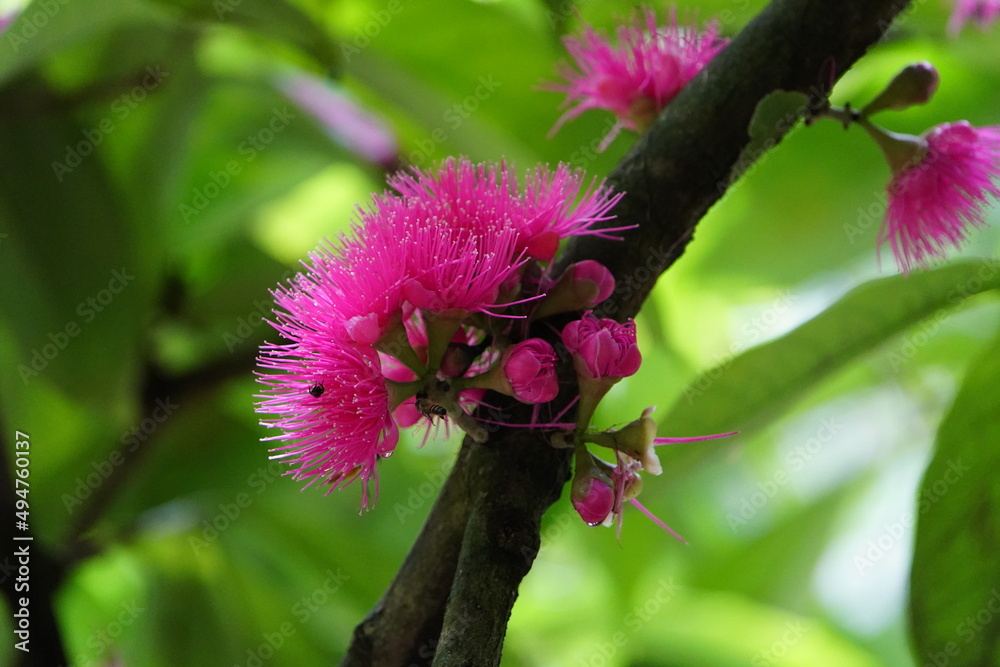 Malay rose apple (Syzygium malaccense) flower, Myrtaceae family, Amazon ...