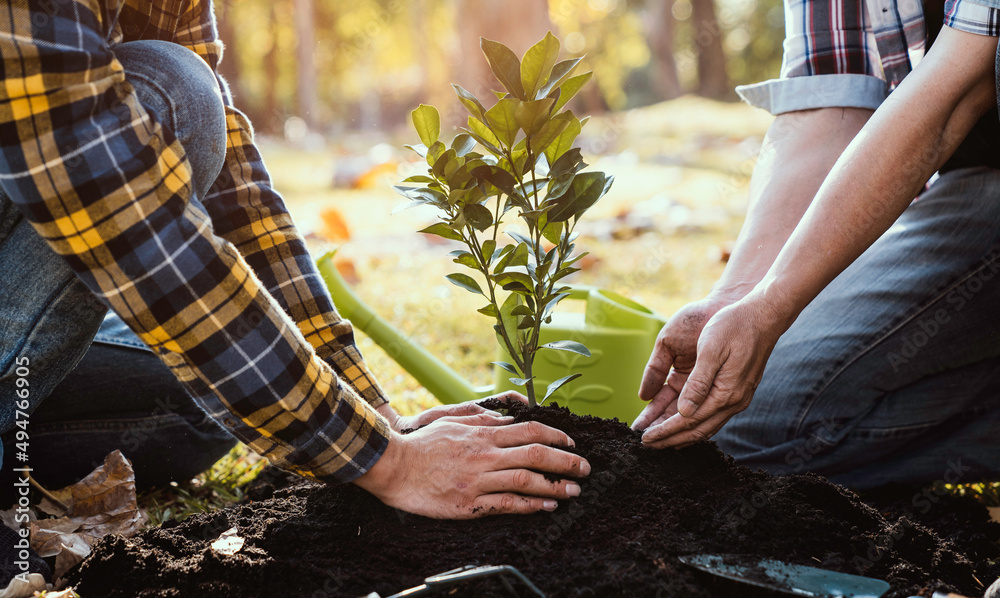 Two men planting a tree concept of world environment day planting ...