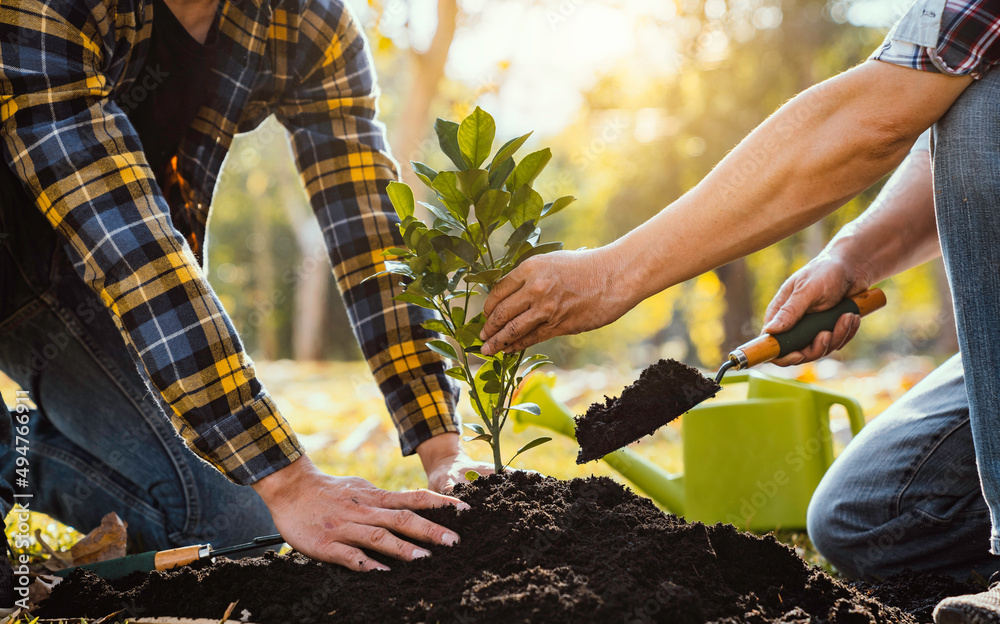 Two men planting a tree concept of world environment day planting ...