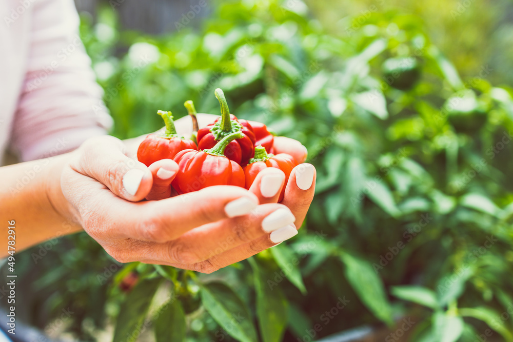 hands holding mini capsicum bell peppers in front of veggie plant ...
