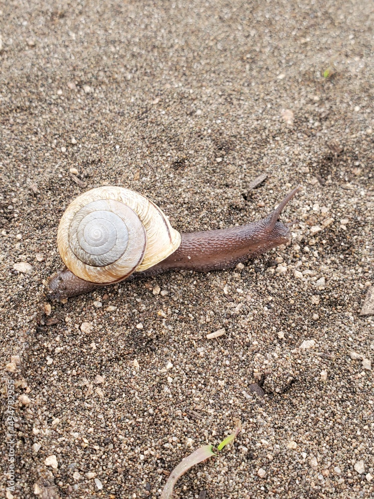 snail Stock Photo | Adobe Stock