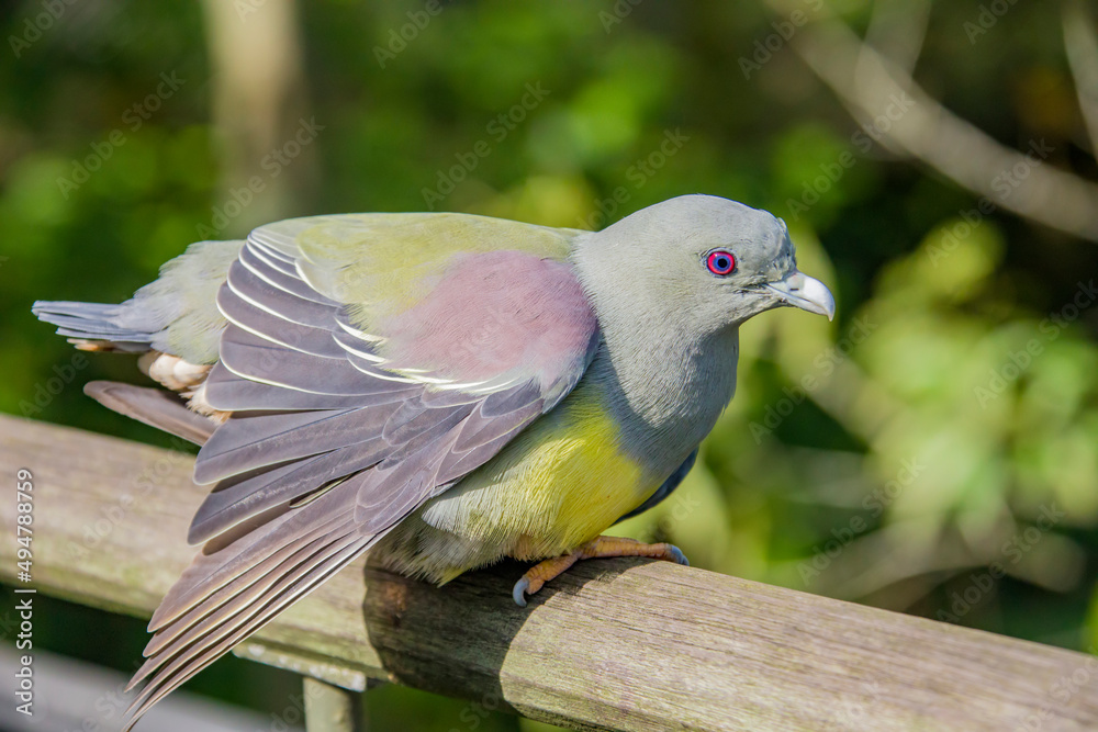 Bruce's green pigeon (Treron waalia) is a species of bird in the family ...