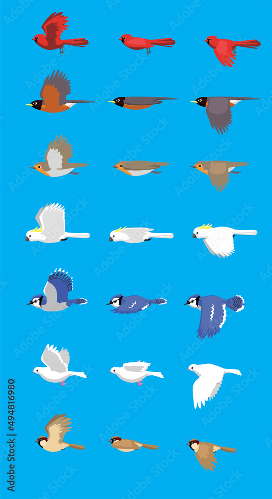 Various Bird Flying Sequence Cute Cartoon Vector Illustration Set 3 ...