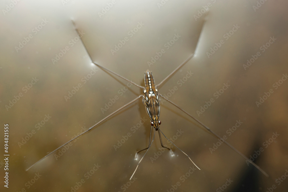 Water skipper, Gerridae, Hemiptera, Water bugs, pond skaters, water ...