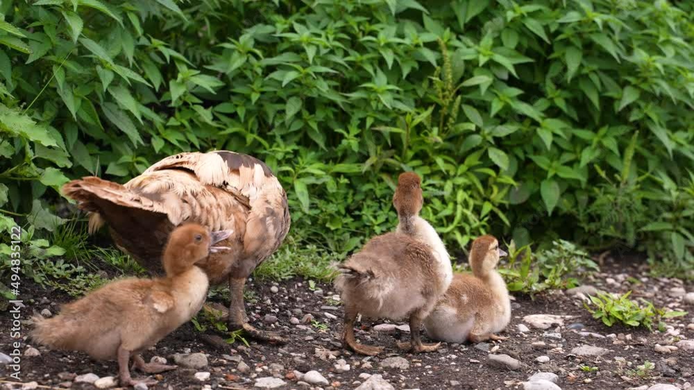Ducks and ducklings in a row at a natural park. Cute birds walking in ...