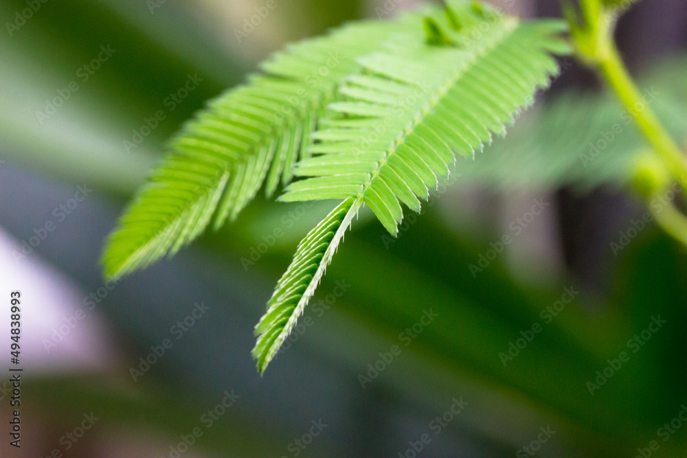 Mimosa pudica green leaves. Shy plant called sensitive, sleepy, action ...