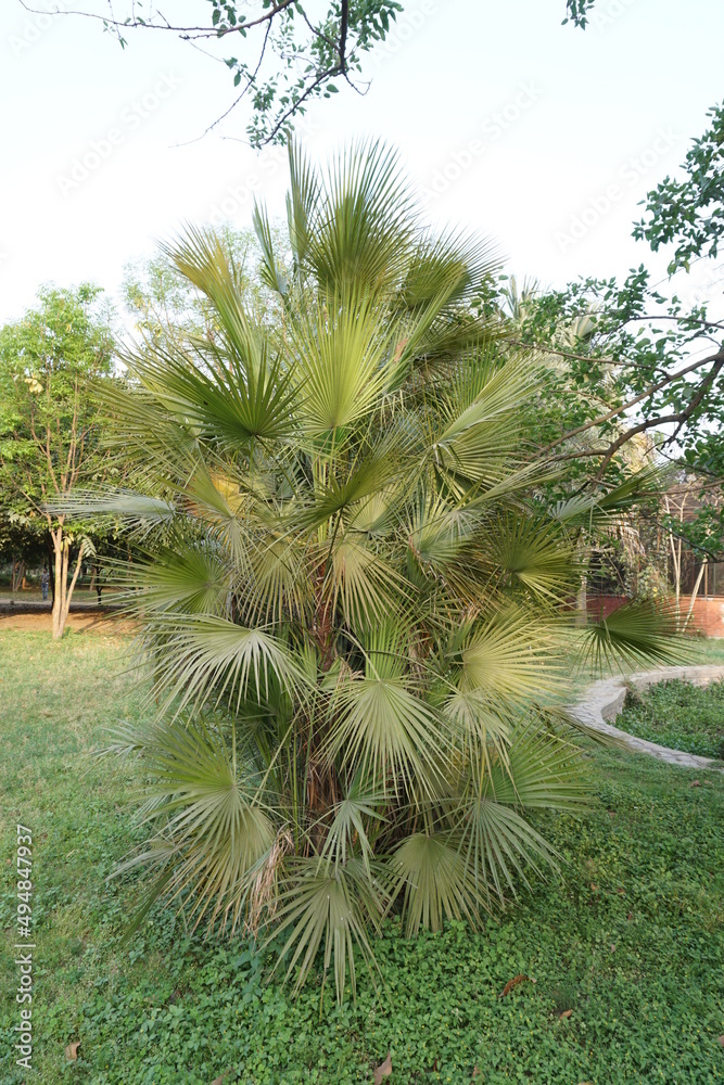 Chinese windmill palm, windmill palm or Chusan palm (Trachycarpus ...