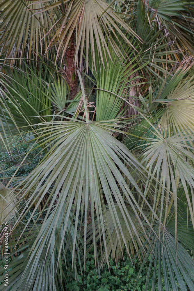 Chinese windmill palm, windmill palm or Chusan palm (Trachycarpus ...