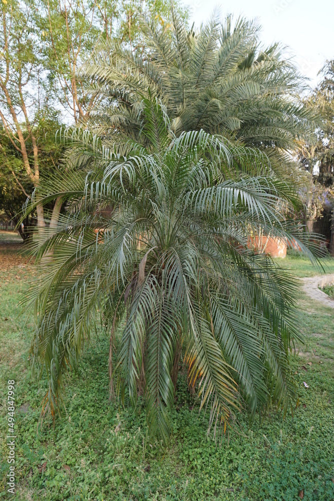 Dwarf date palm, Pygmy date palm, miniature date palm or Robellini palm ...