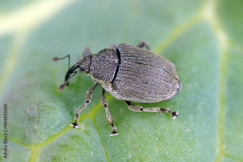 Ceutorhynchus napi weevil of beetle from family Curculionidae. This is ...