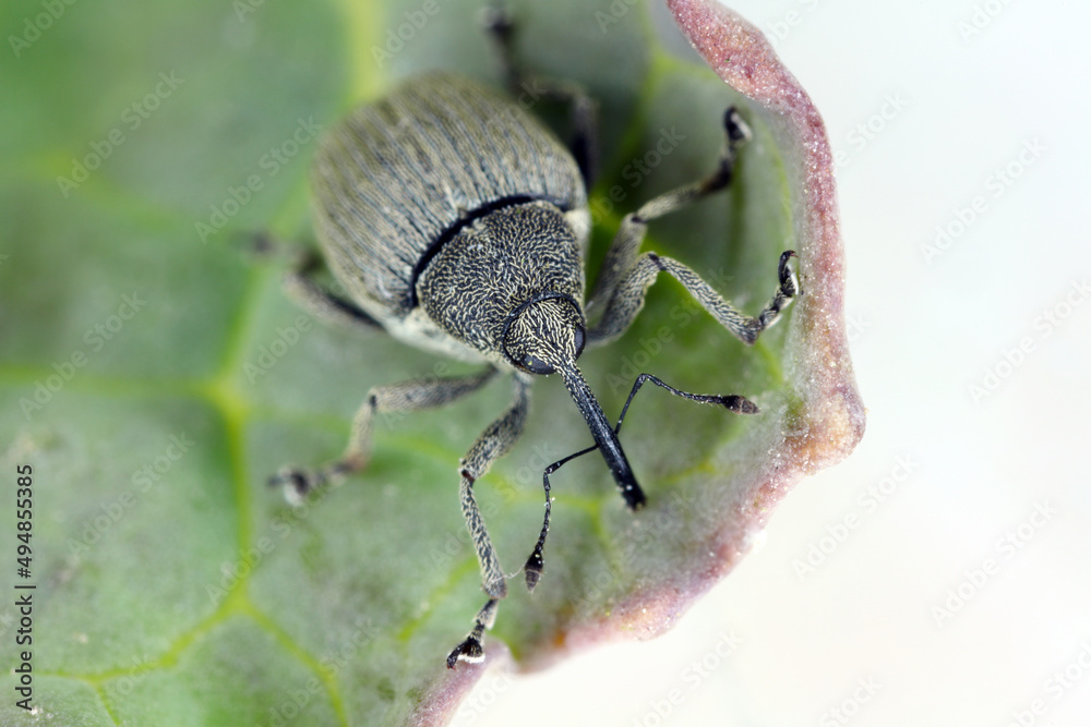 Ceutorhynchus napi weevil of beetle from family Curculionidae. This is ...
