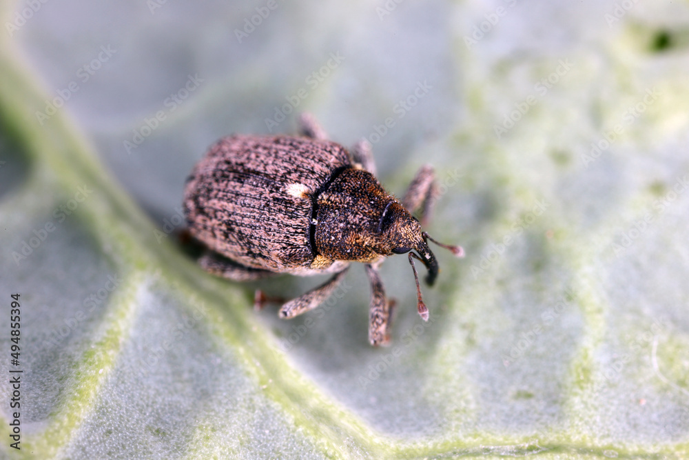 Ceutorhynchus pallidactylus (formerly quadridens) Cabbage Stem Weevils ...
